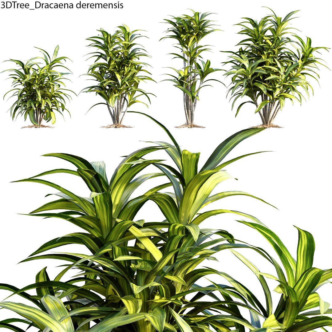 3D model Dracaena deremensis - TurboSquid 1795431