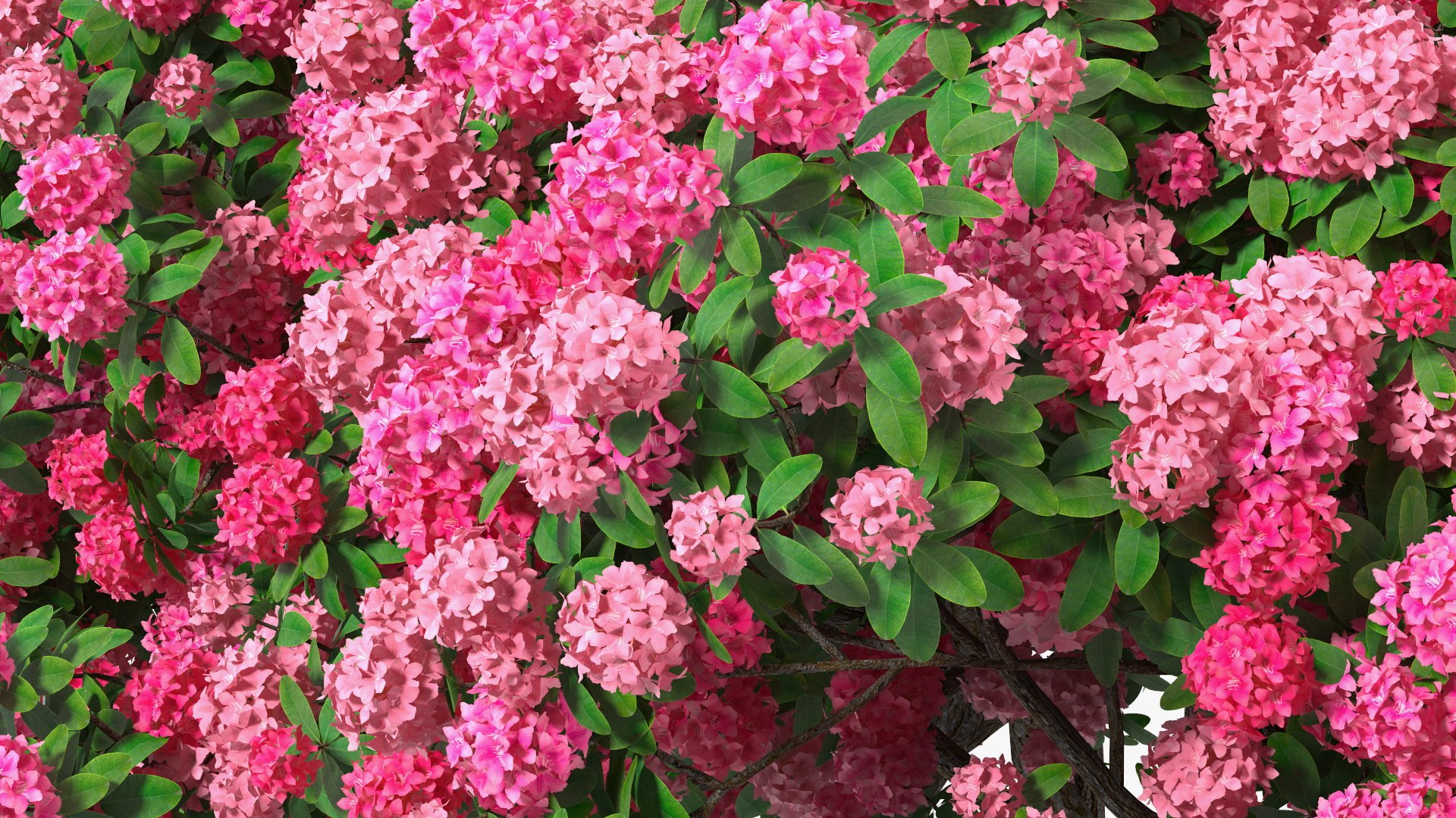 Pink Rhododendron Tree 3D model - TurboSquid 1729563