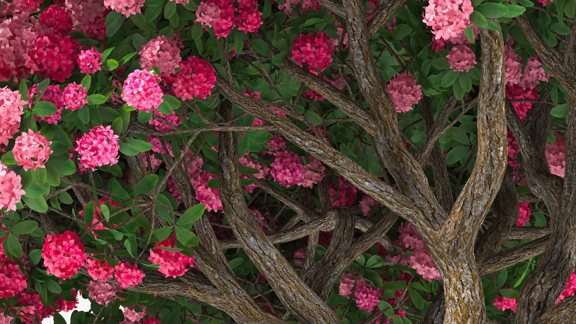 Pink Rhododendron Tree 3D model - TurboSquid 1729563
