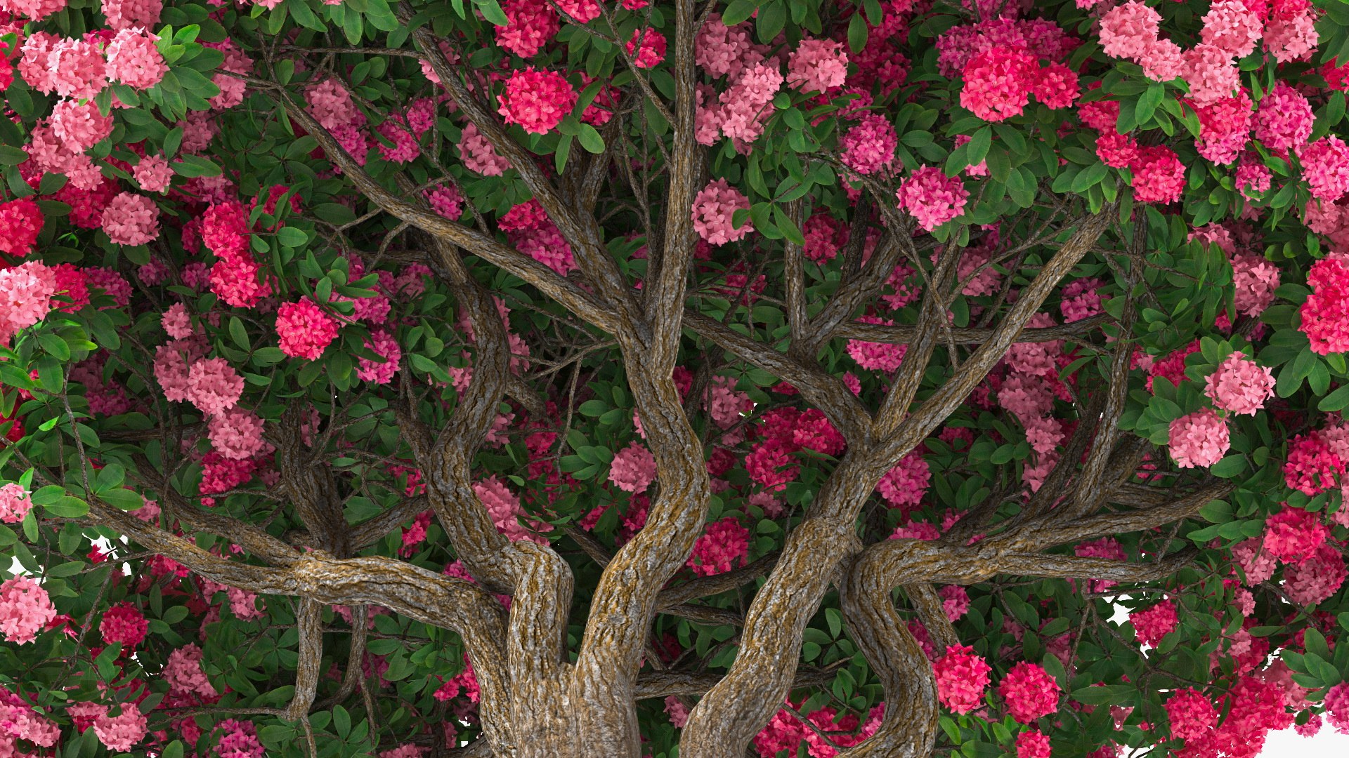 Pink Rhododendron Tree 3D model - TurboSquid 1729563