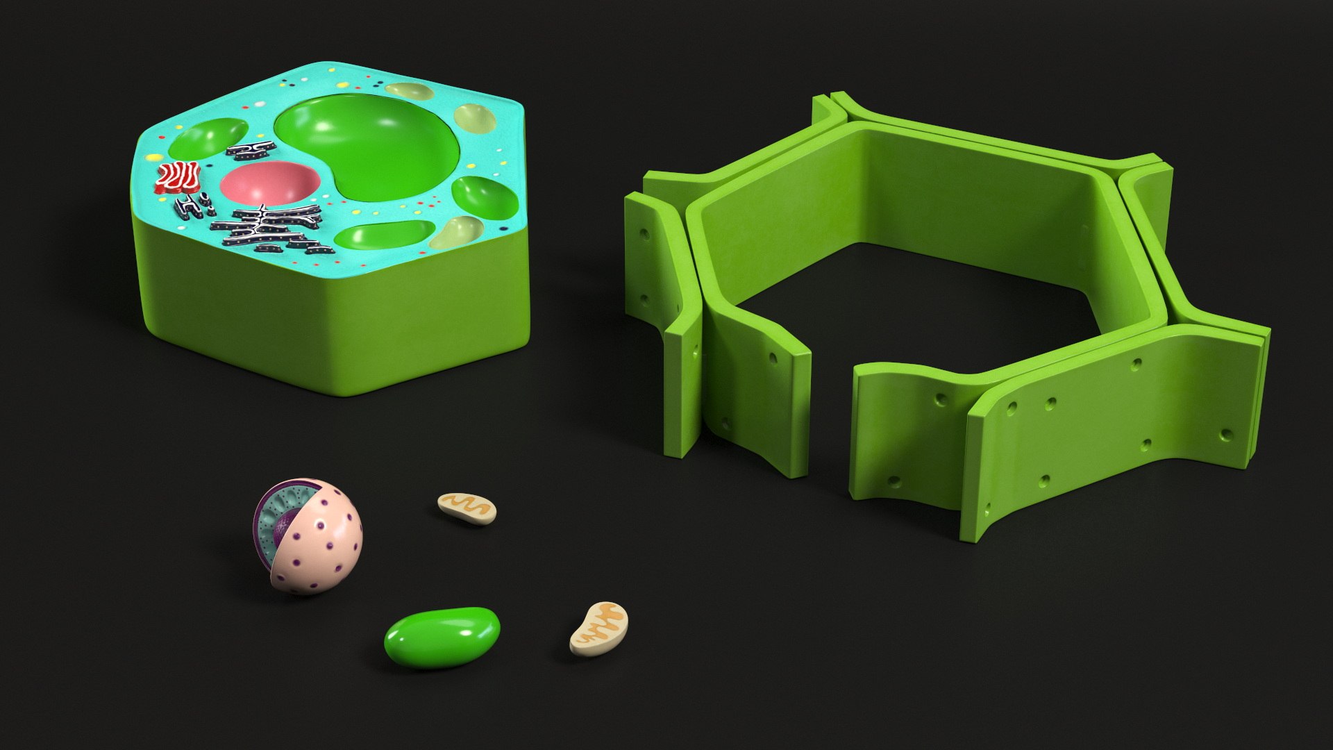 3D Eisco Educational Plant Cell Replica With Organelles - TurboSquid ...