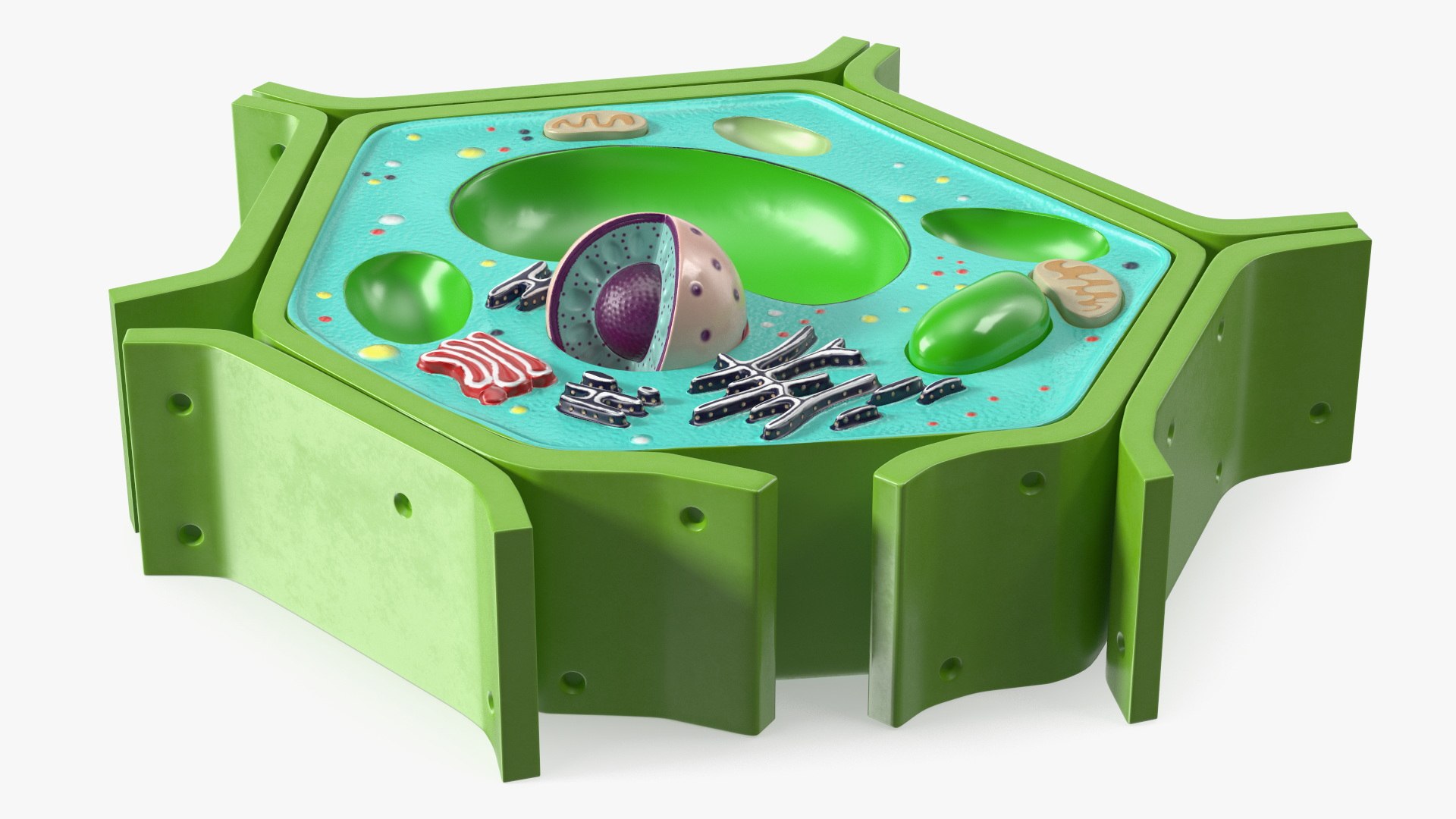 3D Eisco Educational Plant Cell Replica With Organelles - TurboSquid ...