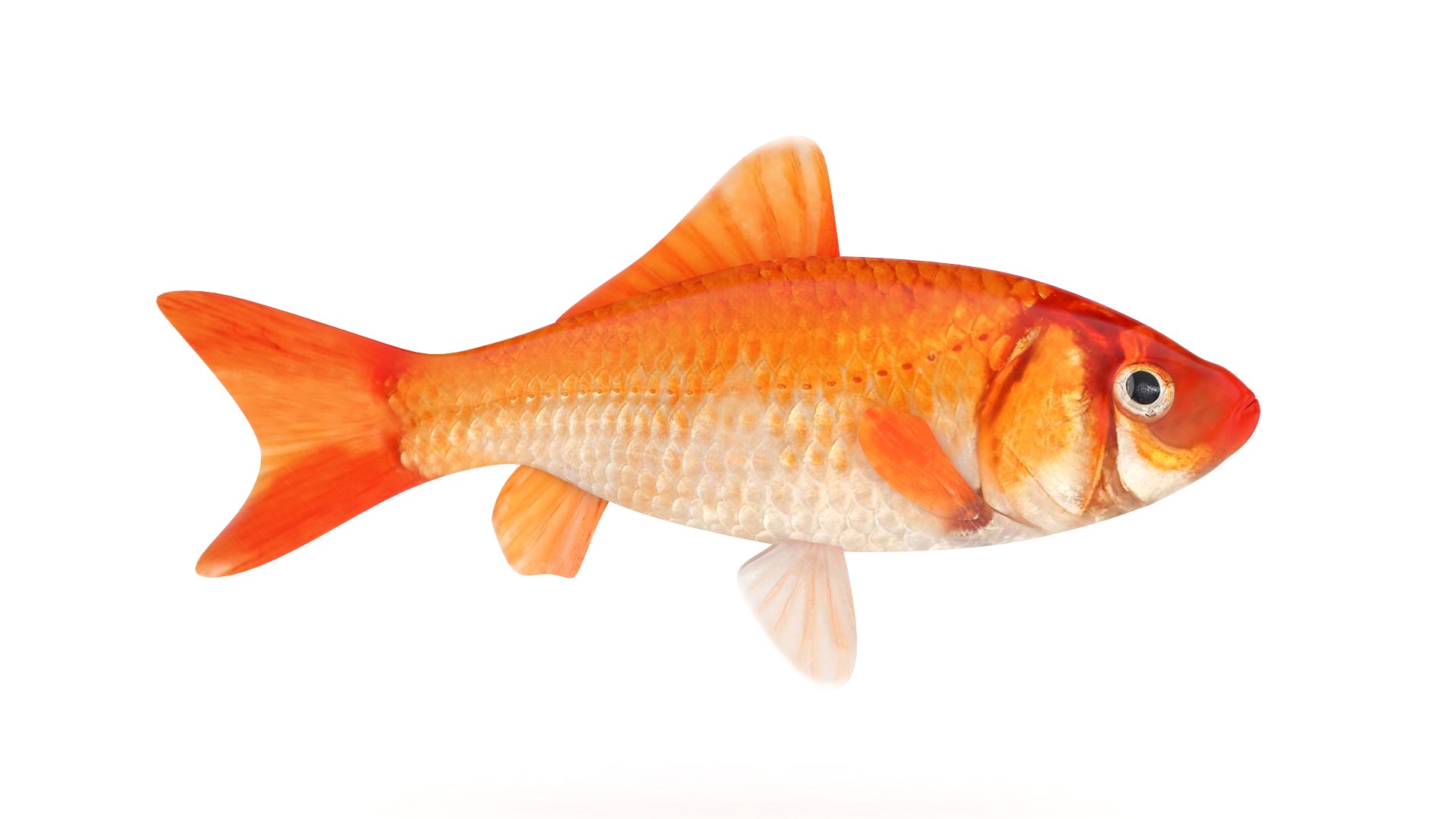 3D Gold Carp Model - TurboSquid 1753664