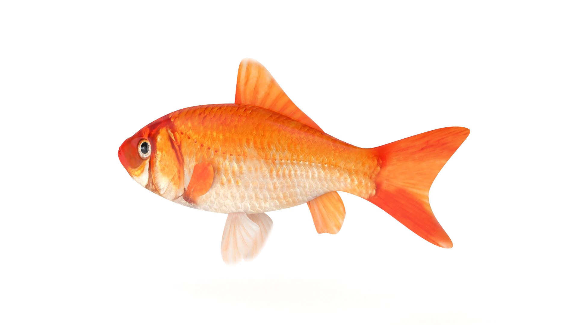 3D Gold Carp Model - TurboSquid 1753664