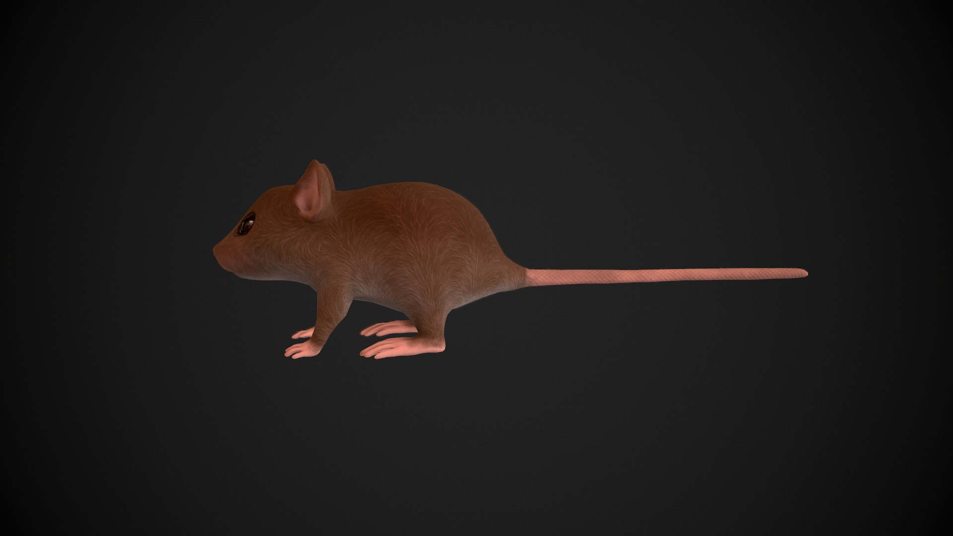3D Mouse Animations - TurboSquid 1485588