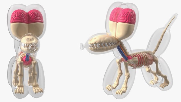 Mini Balloon Dog Skeleton Anatomy model - TurboSquid 1842015