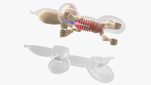 Mini Balloon Dog Skeleton Anatomy model - TurboSquid 1842015