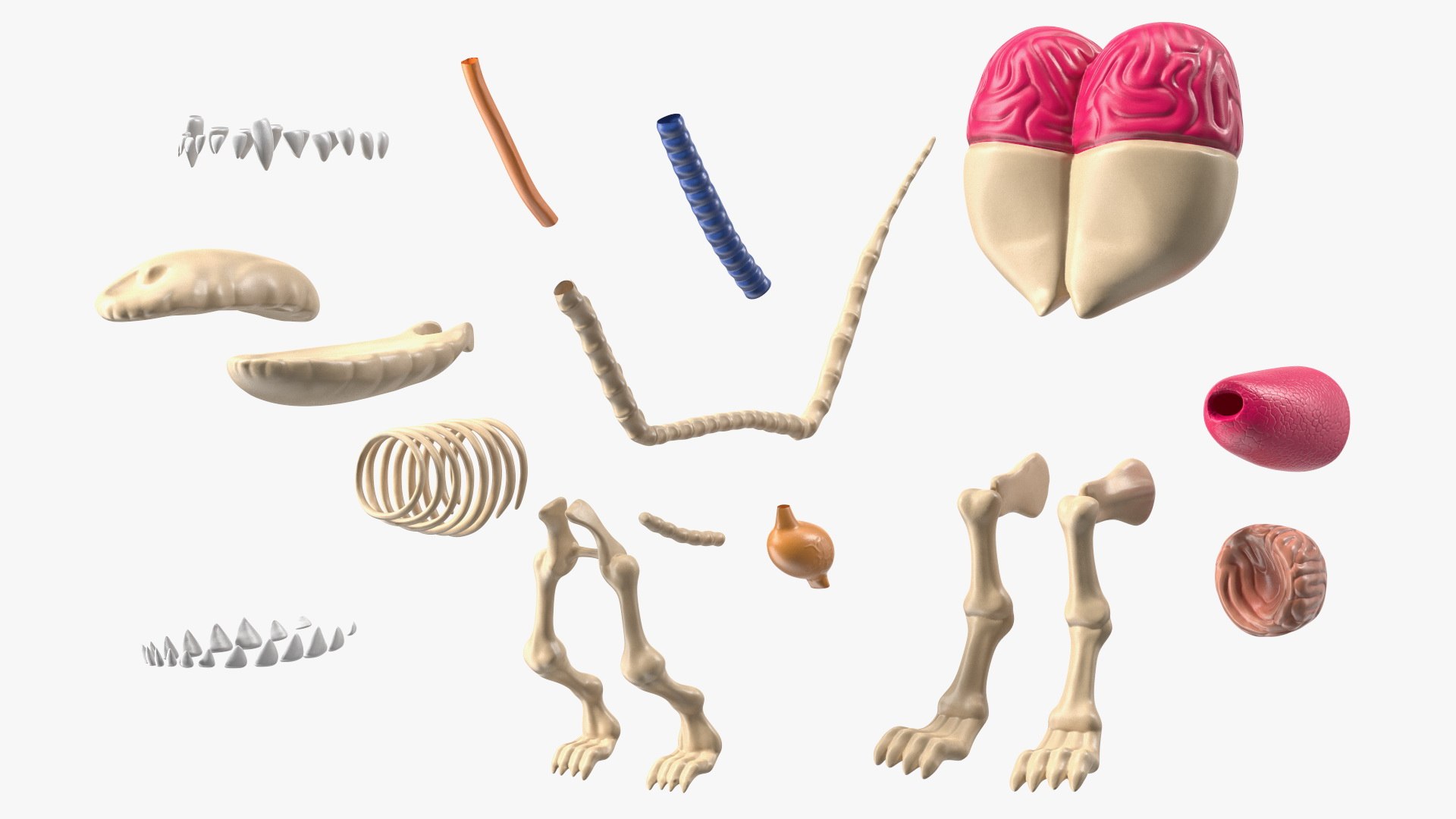 Mini Balloon Dog Skeleton Anatomy model - TurboSquid 1842015