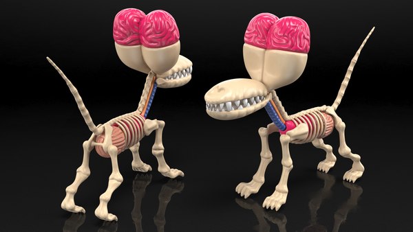 Mini Balloon Dog Skeleton Anatomy model - TurboSquid 1842015