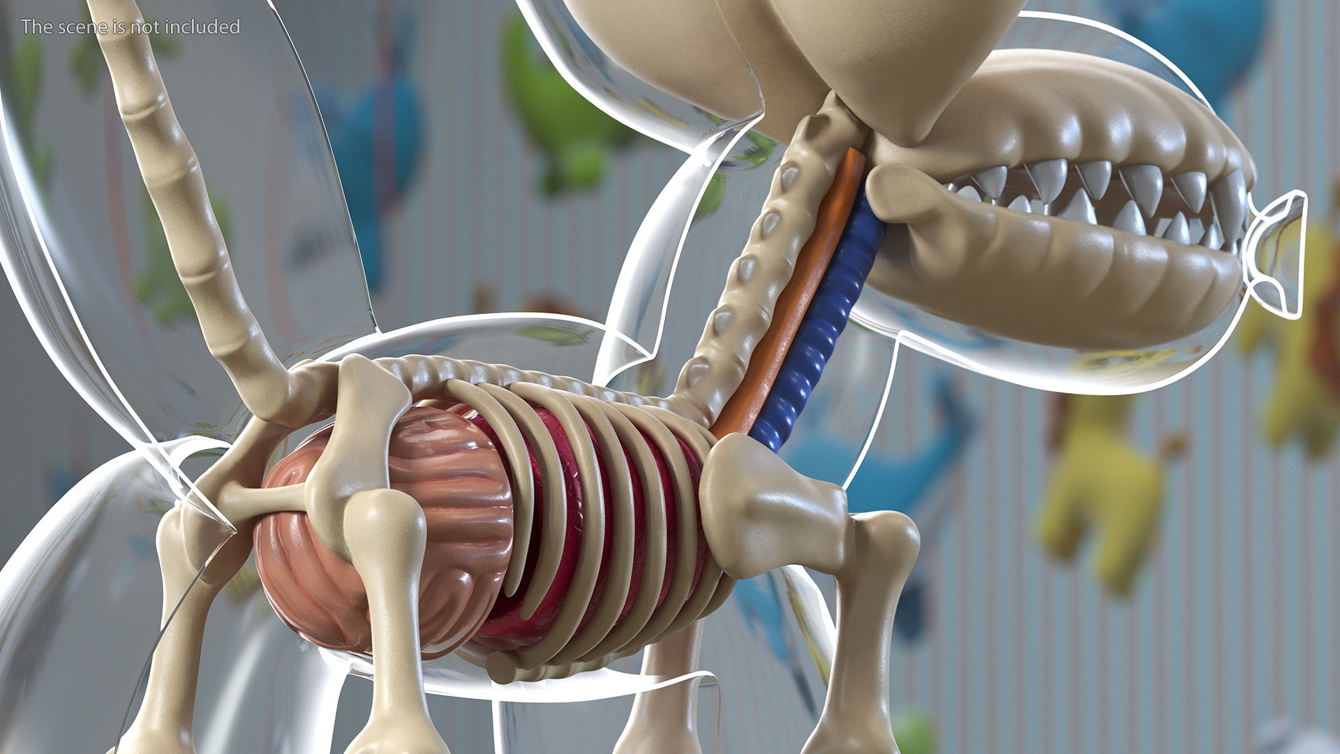 Mini Balloon Dog Skeleton Anatomy model - TurboSquid 1842015