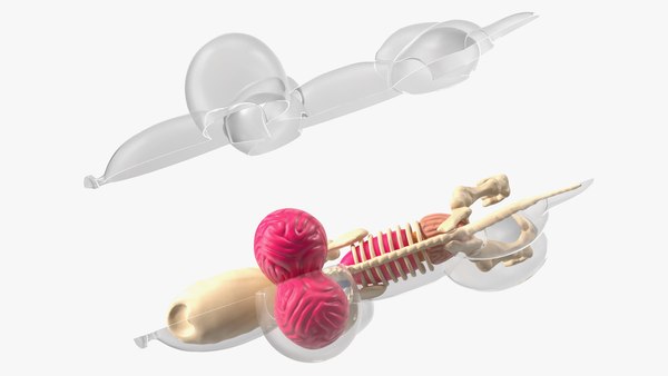 Mini Balloon Dog Skeleton Anatomy model - TurboSquid 1842015
