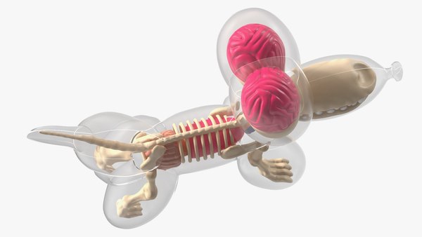 Mini Balloon Dog Skeleton Anatomy model - TurboSquid 1842015