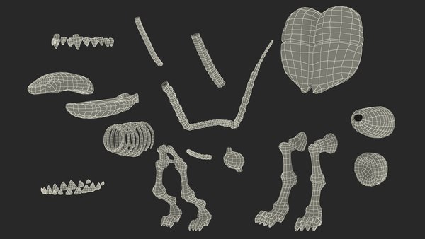 Mini Balloon Dog Skeleton Anatomy model - TurboSquid 1842015