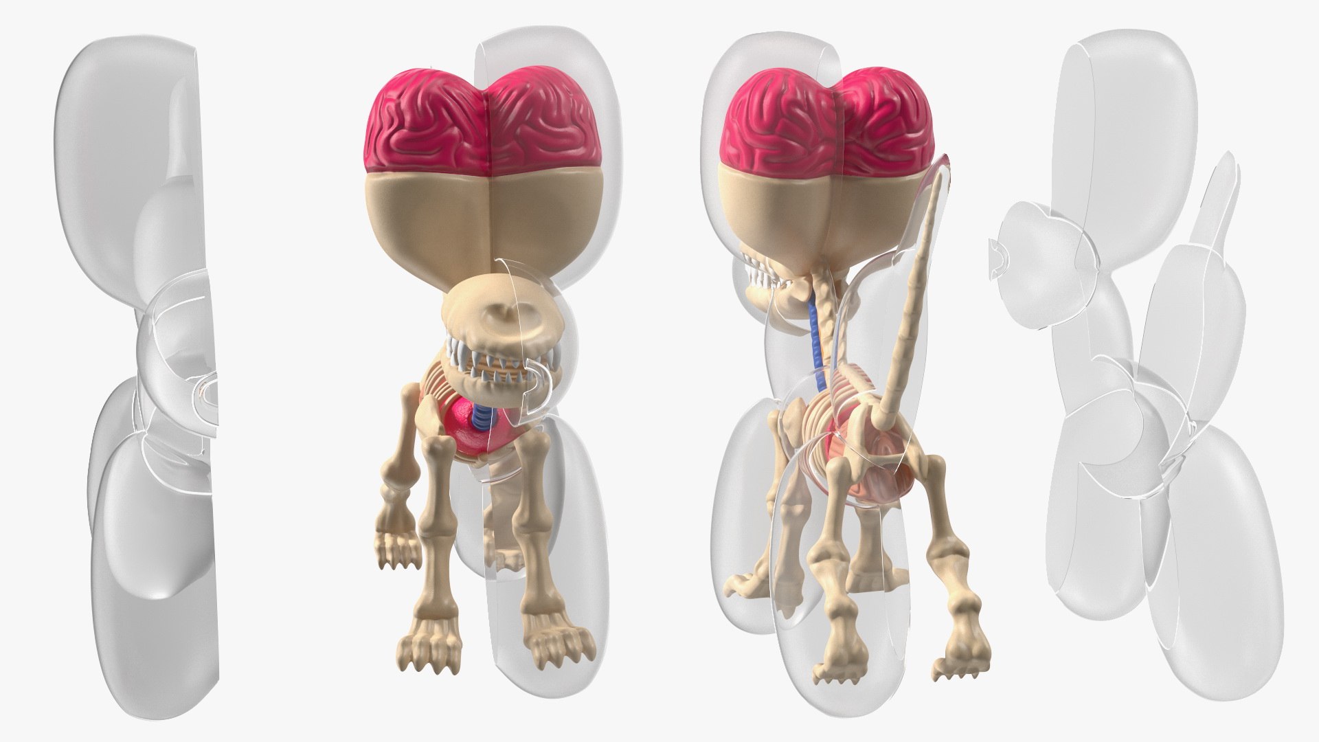 Mini Balloon Dog Skeleton Anatomy model - TurboSquid 1842015
