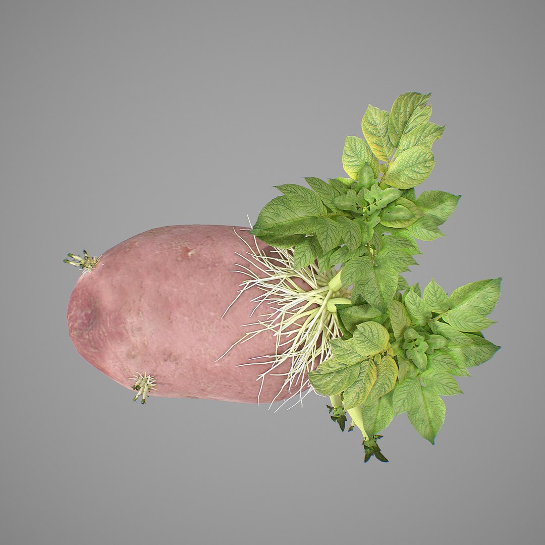 3D Photorealistic Potatoes - TurboSquid 1500584