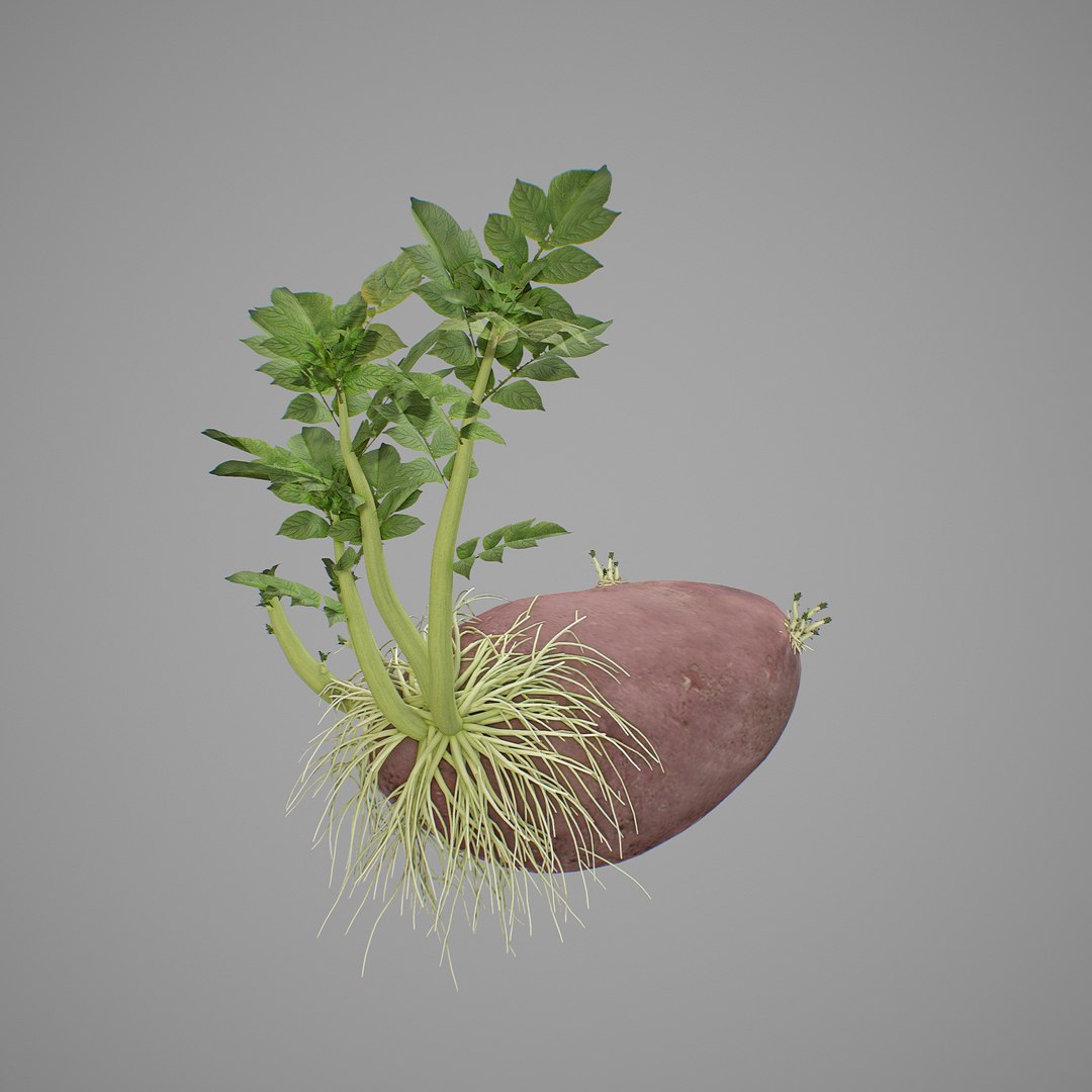 3D Photorealistic Potatoes - TurboSquid 1500584