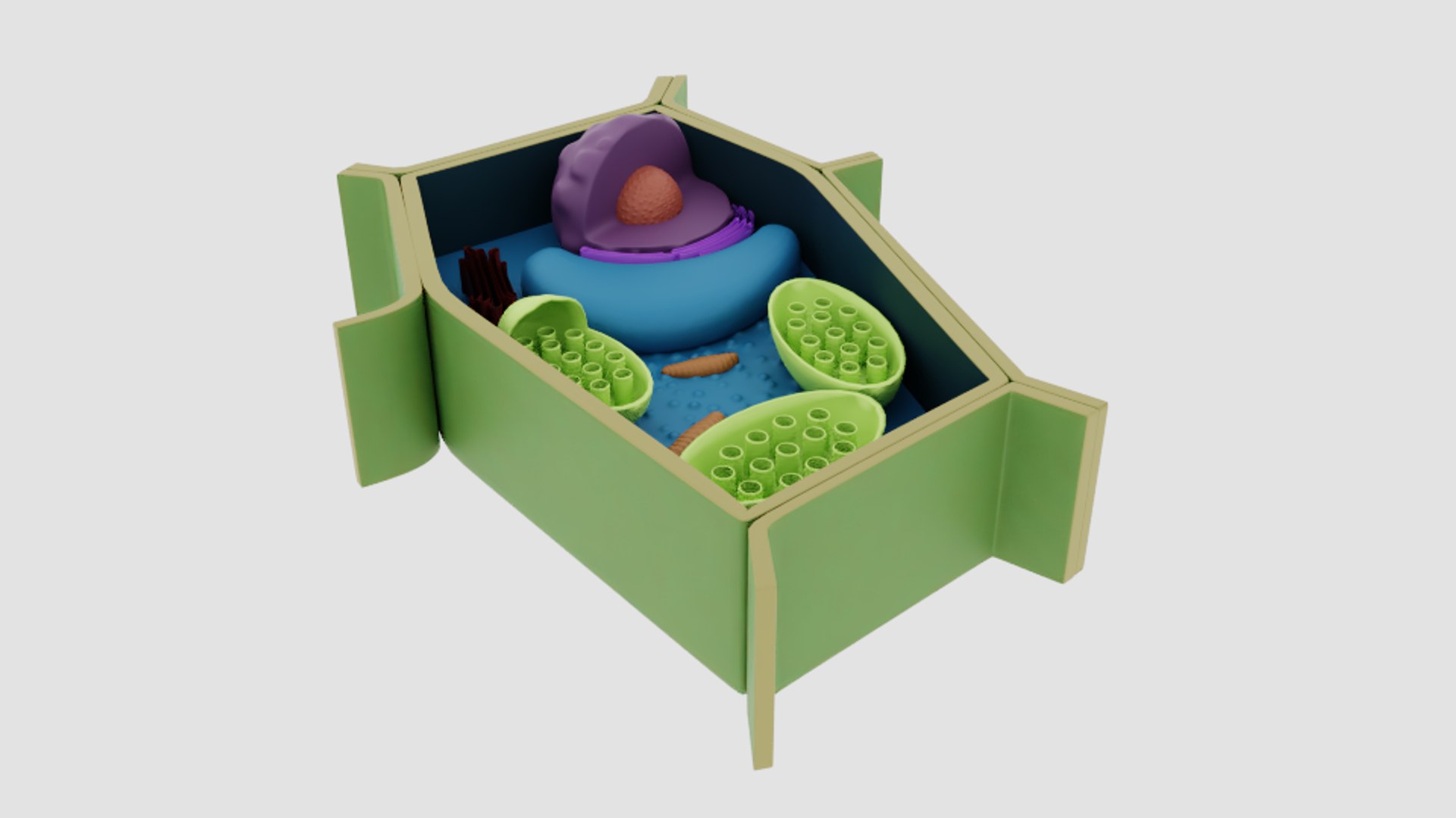 Plant Cell 3D Model - TurboSquid 1461413
