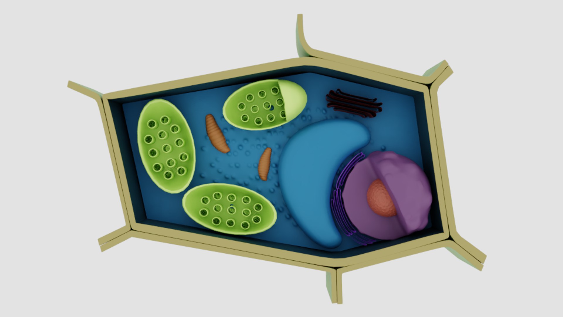 Plant Cell 3D Model - TurboSquid 1461413