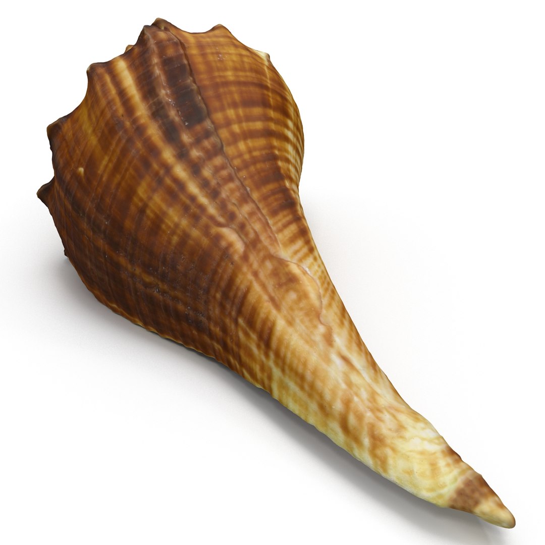 brown shell 3d model