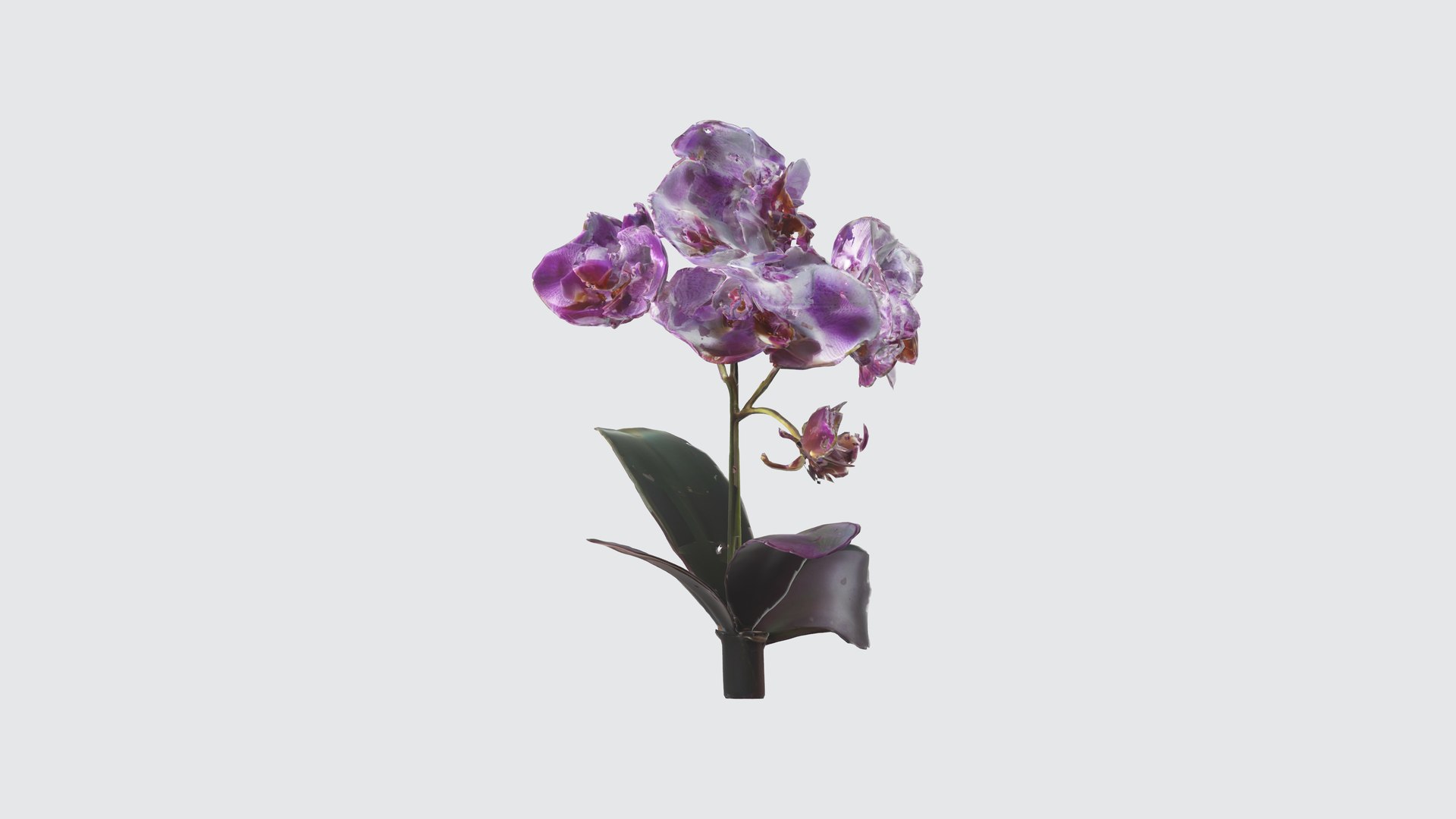 Petunia Flowers 3D Model - TurboSquid 2281619