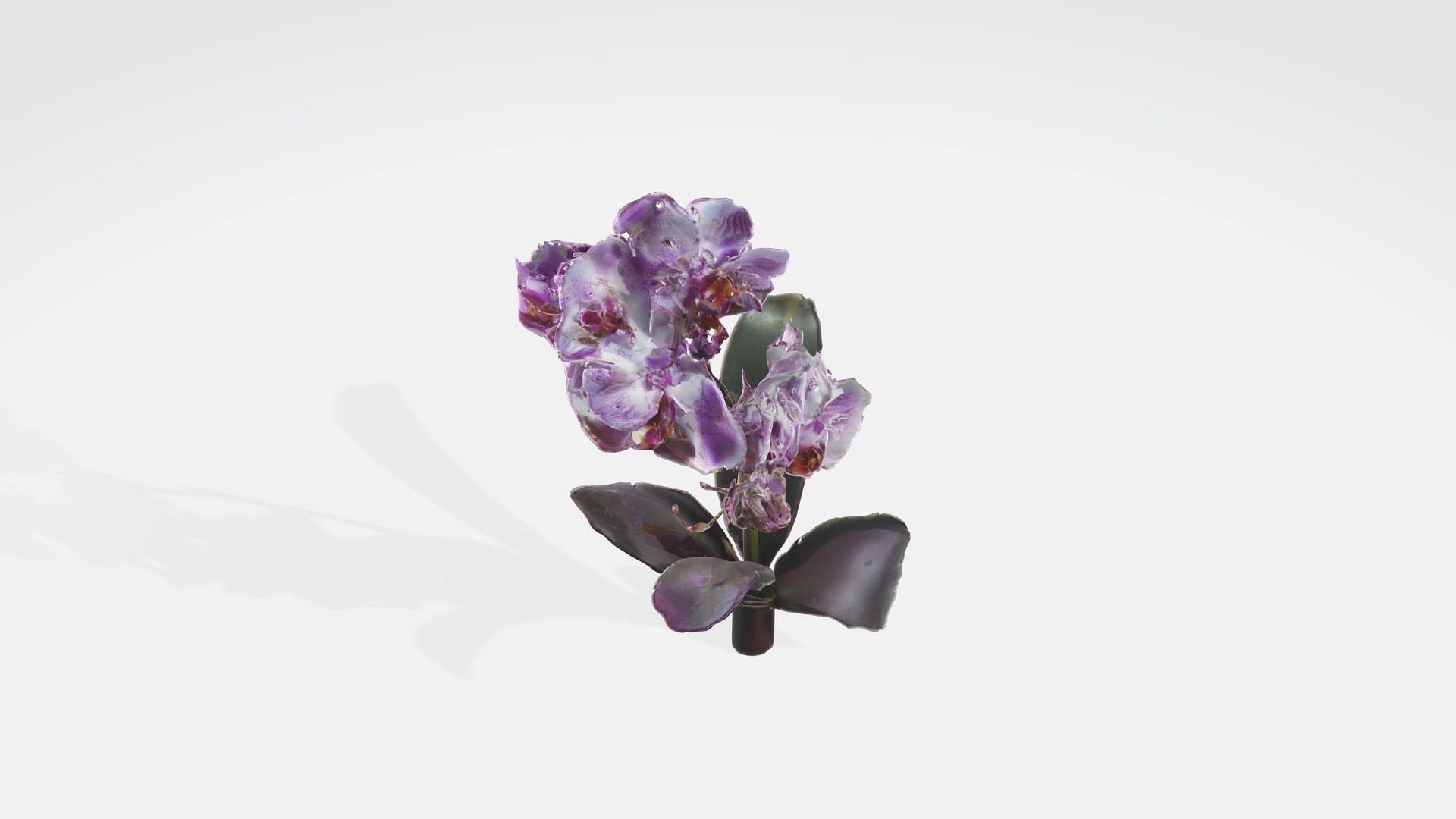Petunia Flowers 3D Model - TurboSquid 2281619