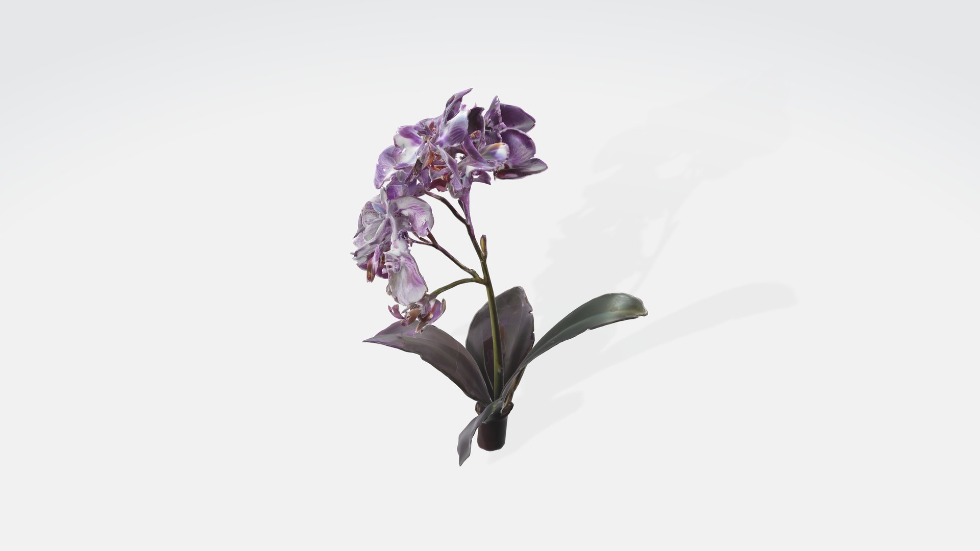 Petunia Flowers 3D Model - TurboSquid 2281619