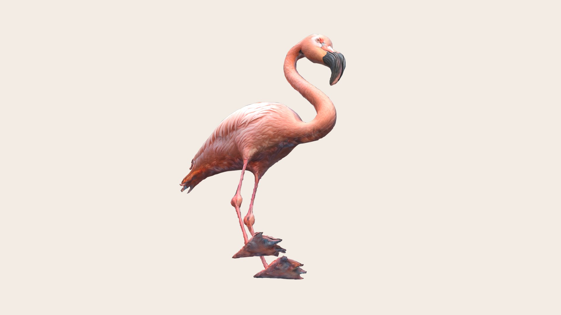 Flamingo 3D Model - TurboSquid 2305512