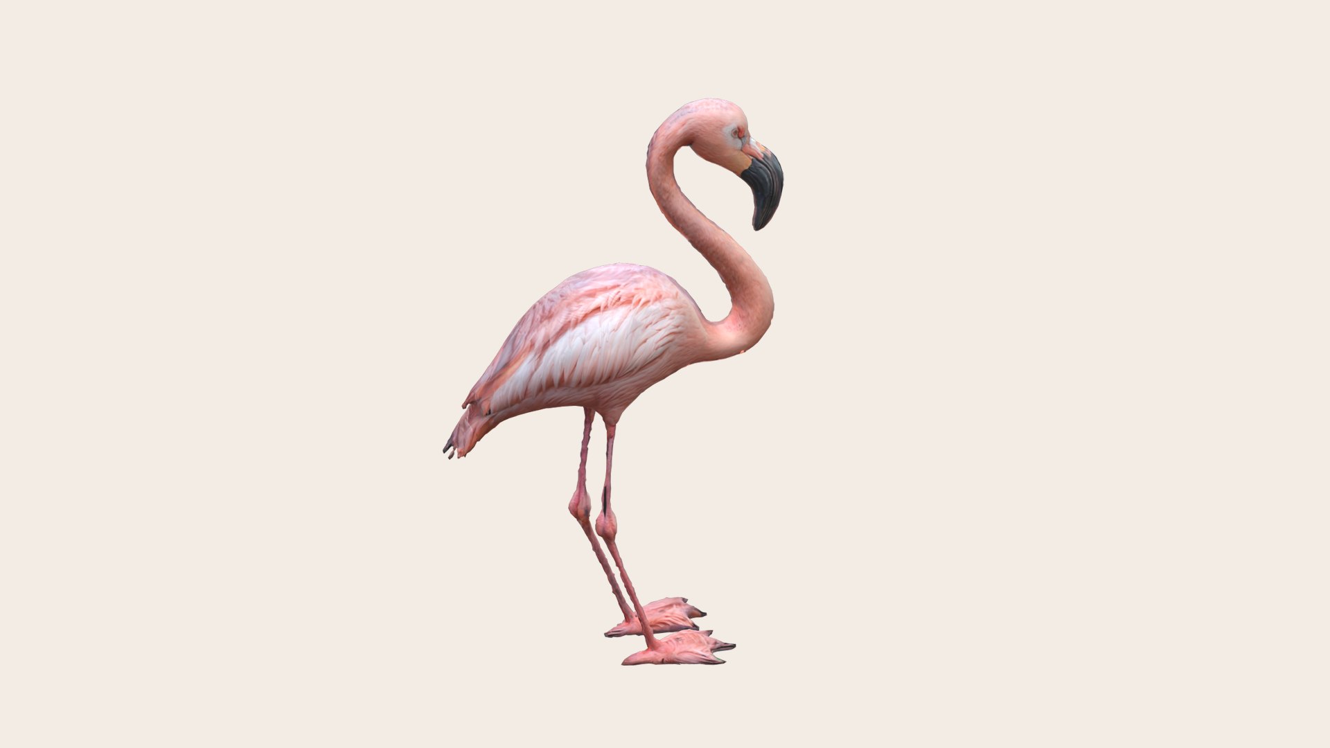 Flamingo 3D Model - TurboSquid 2305512