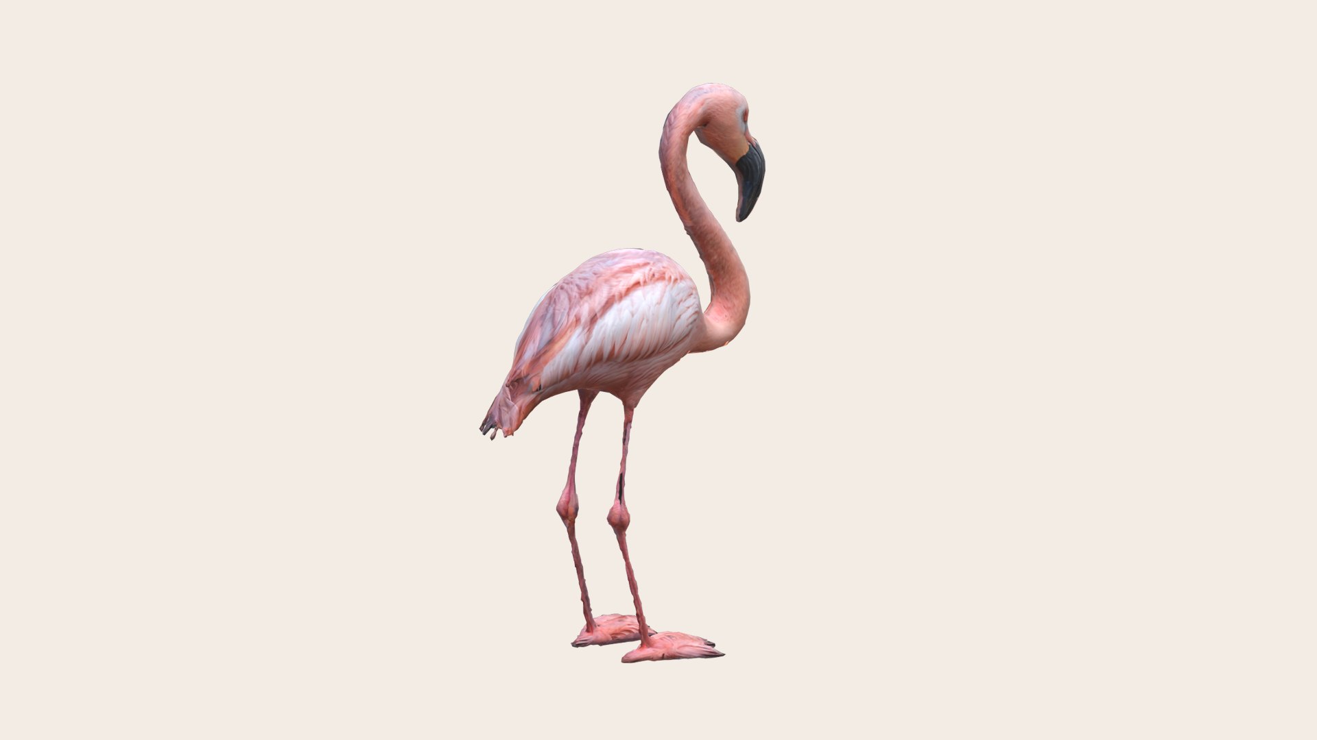 Flamingo 3D Model - TurboSquid 2305512