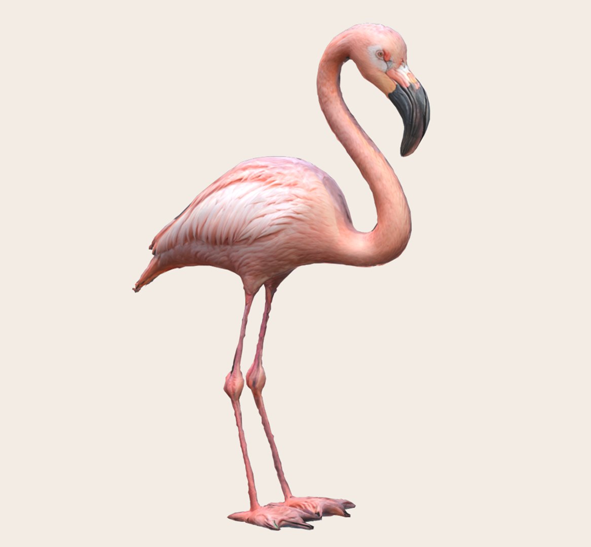 Flamingo 3D Model - TurboSquid 2305512