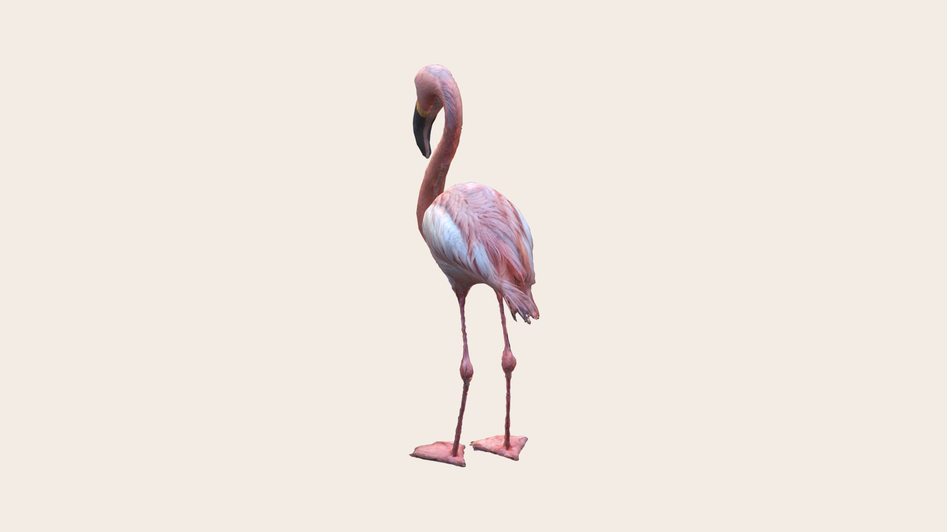 Flamingo 3D Model - TurboSquid 2305512