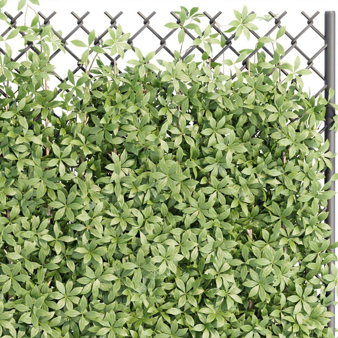 Virginia Creeper On Fence Vol 182 3D - TurboSquid 2020486