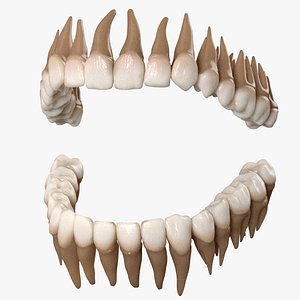 3D Teeth Models - Browse & Download Formats - TurboSquid