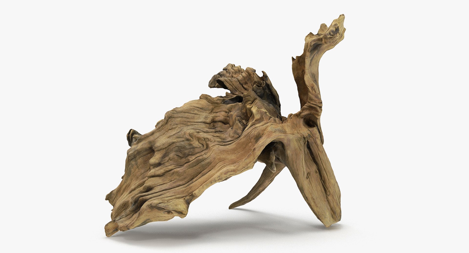 3D Bogwood Bog Wood - TurboSquid 1189629