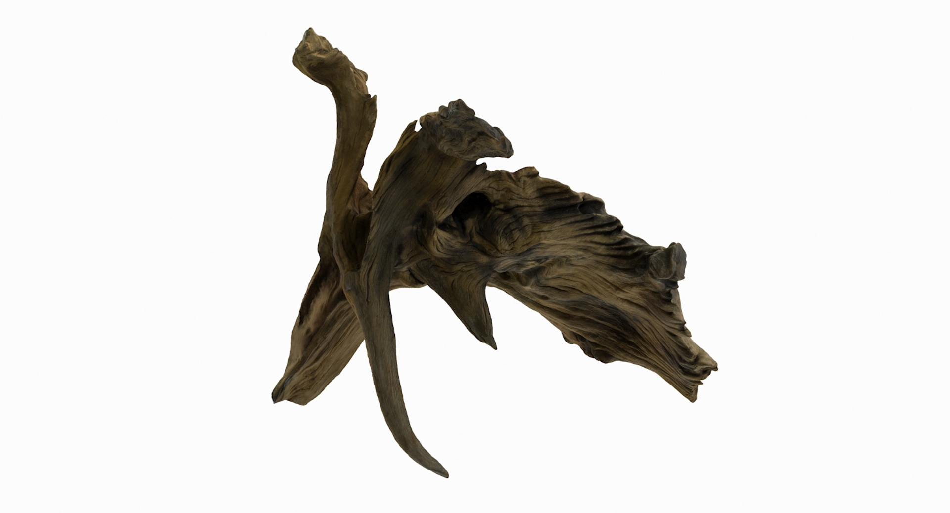 3D Bogwood Bog Wood - TurboSquid 1189629