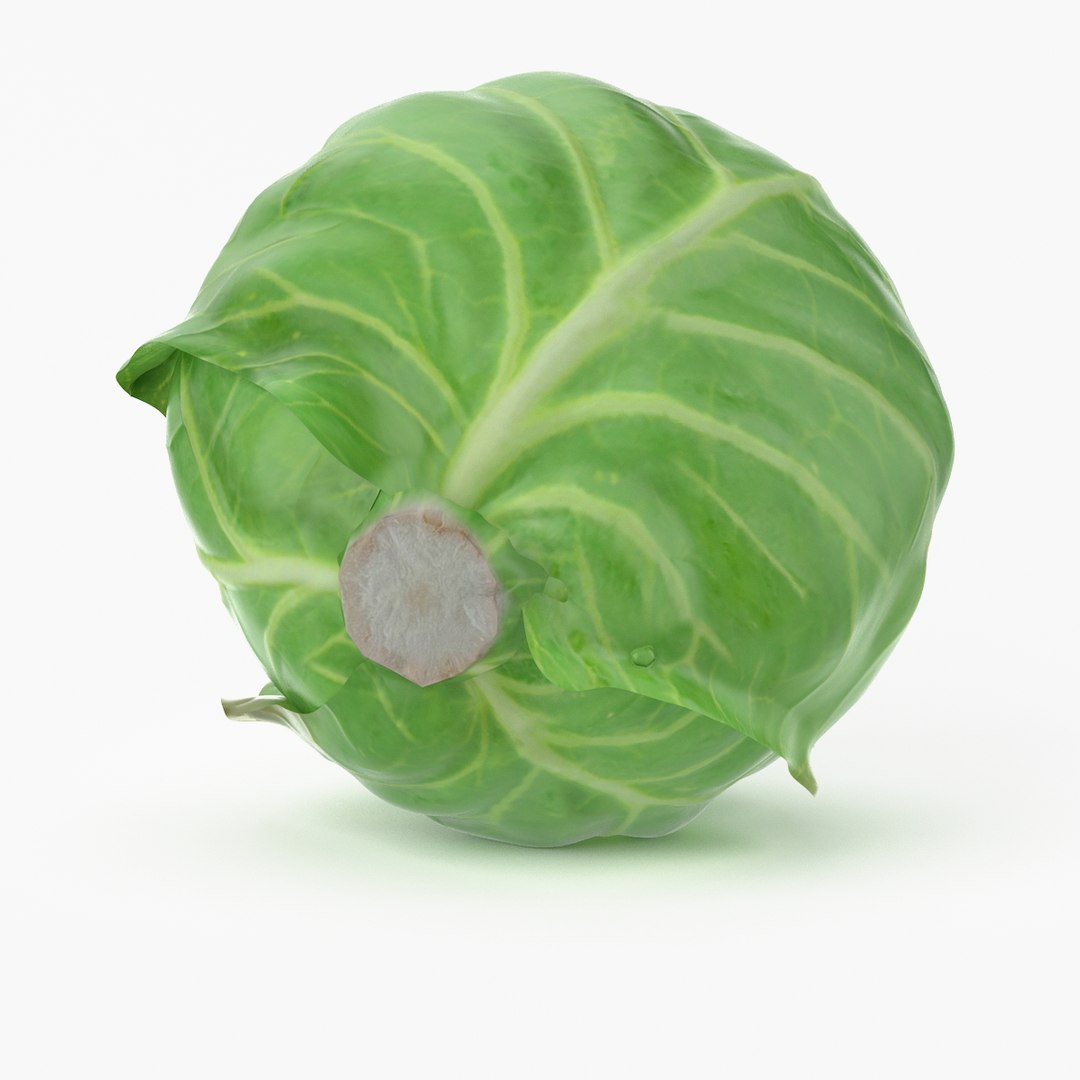 3ds Max Realistic Cabbage Real Vegetables