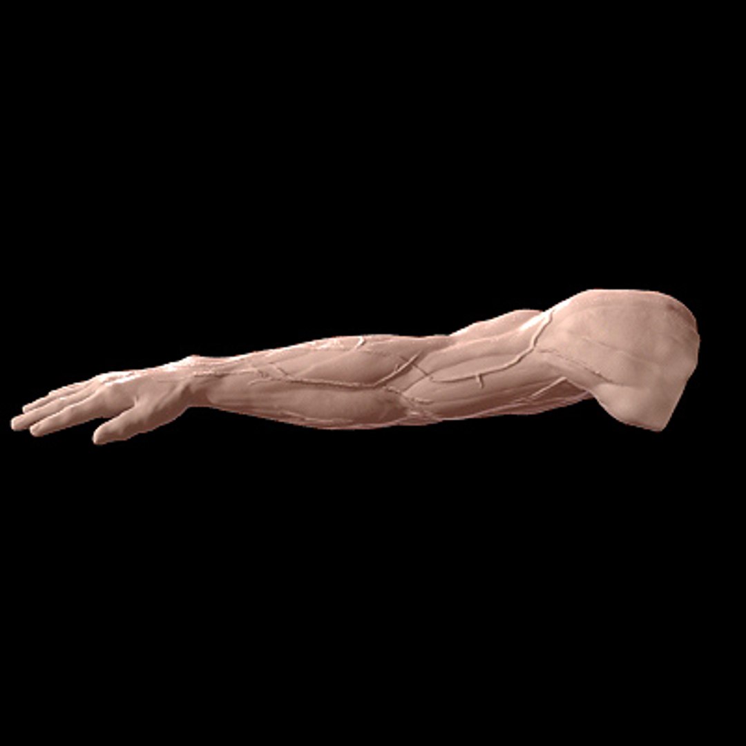 arm muscles anatomy 3d model