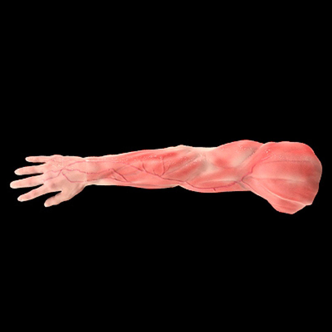 Arm Muscles Anatomy 3d Model