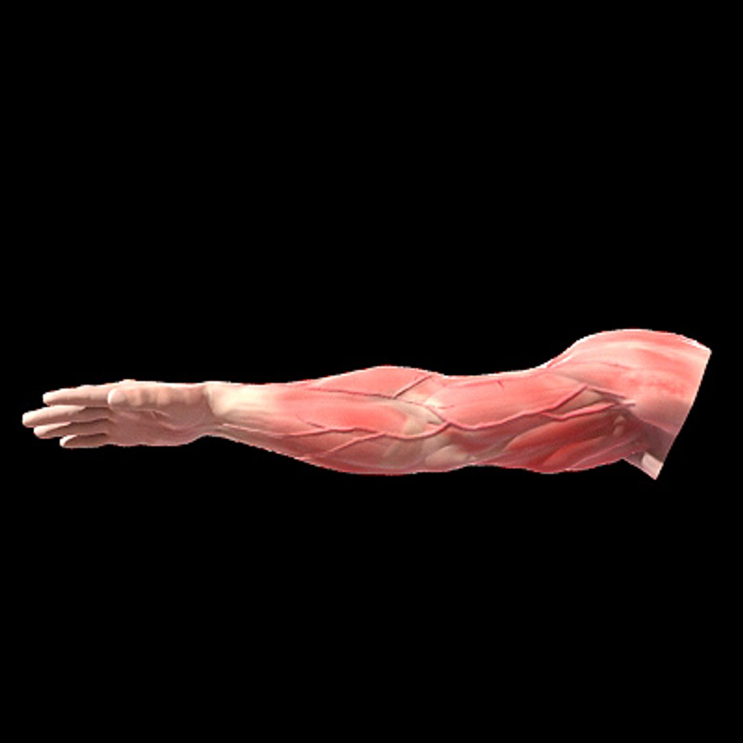 arm muscles anatomy 3d model