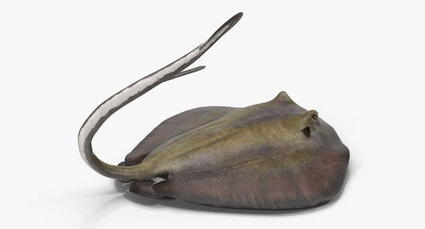 3d model stingray rigged