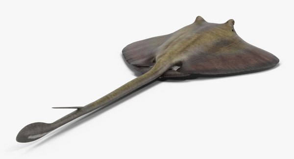 3d model stingray rigged