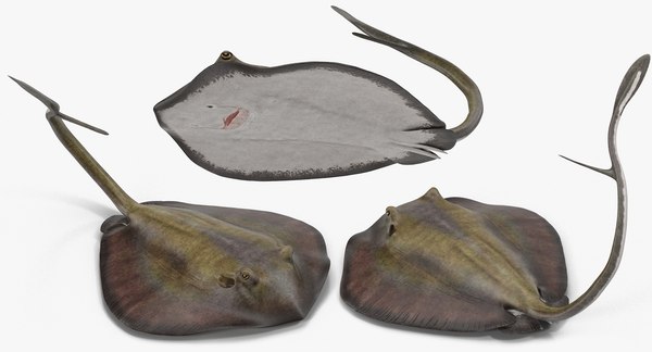 3d model stingray rigged