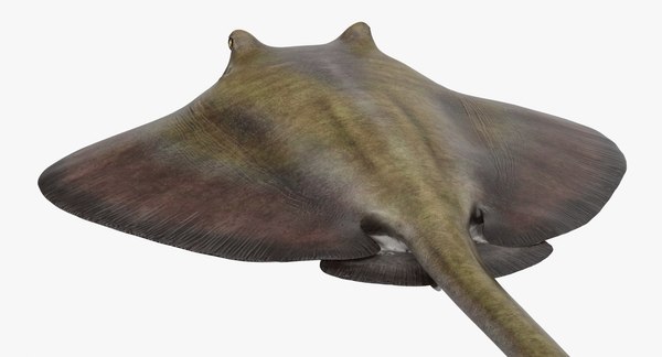 3d model stingray rigged