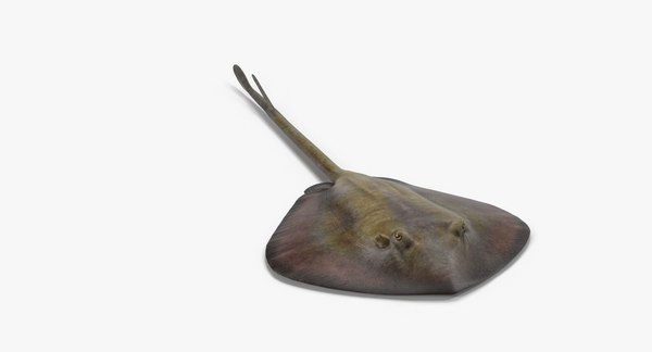 3d model stingray rigged
