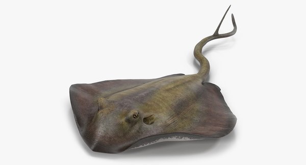 3d model stingray rigged