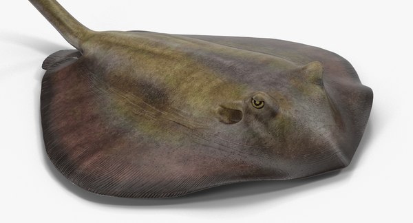 3d model stingray rigged