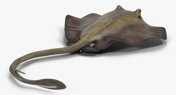 3d model stingray rigged