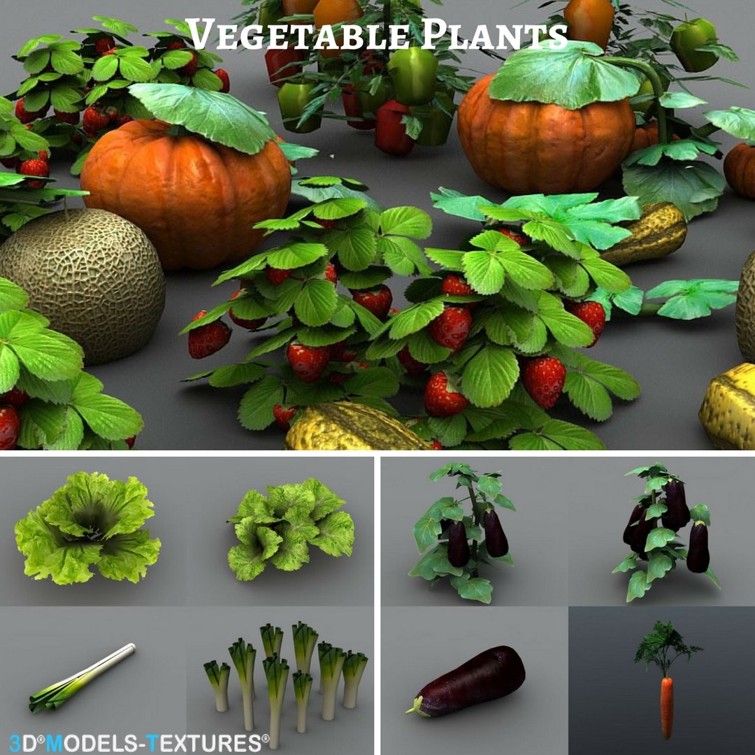 Vegetable Plants 3D Model - TurboSquid 1209262