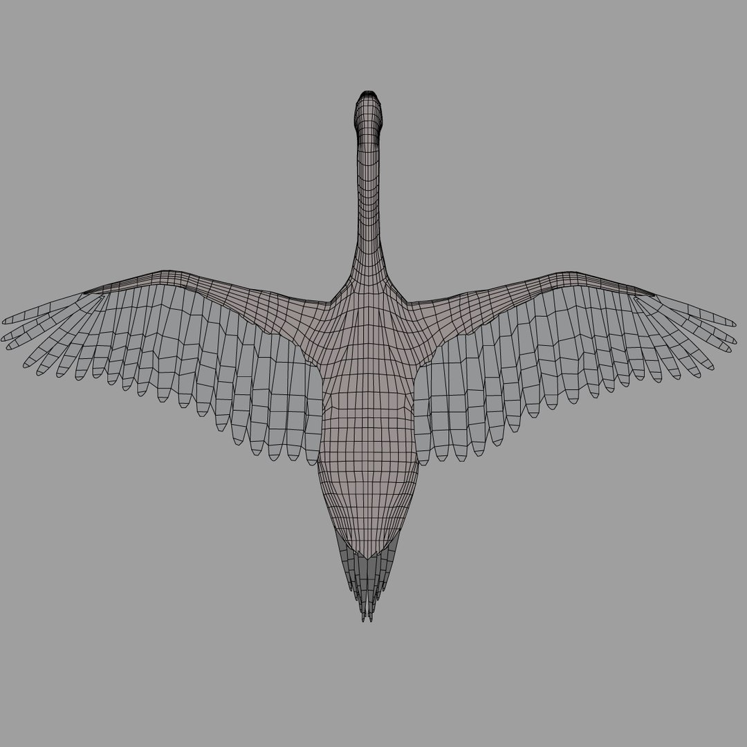 Swan Animators 3d Model
