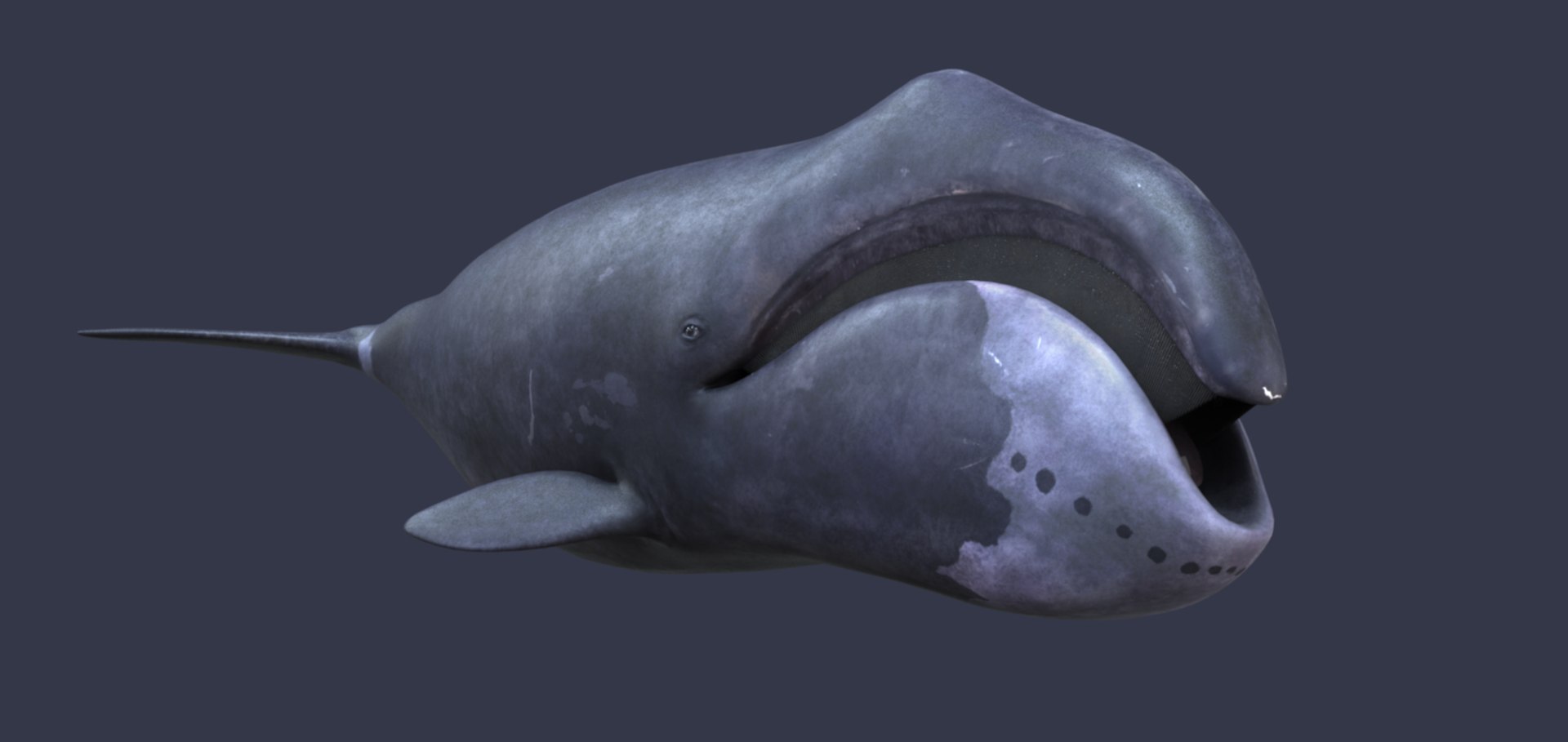 Bowhead Whale 3D Model - TurboSquid 1515018